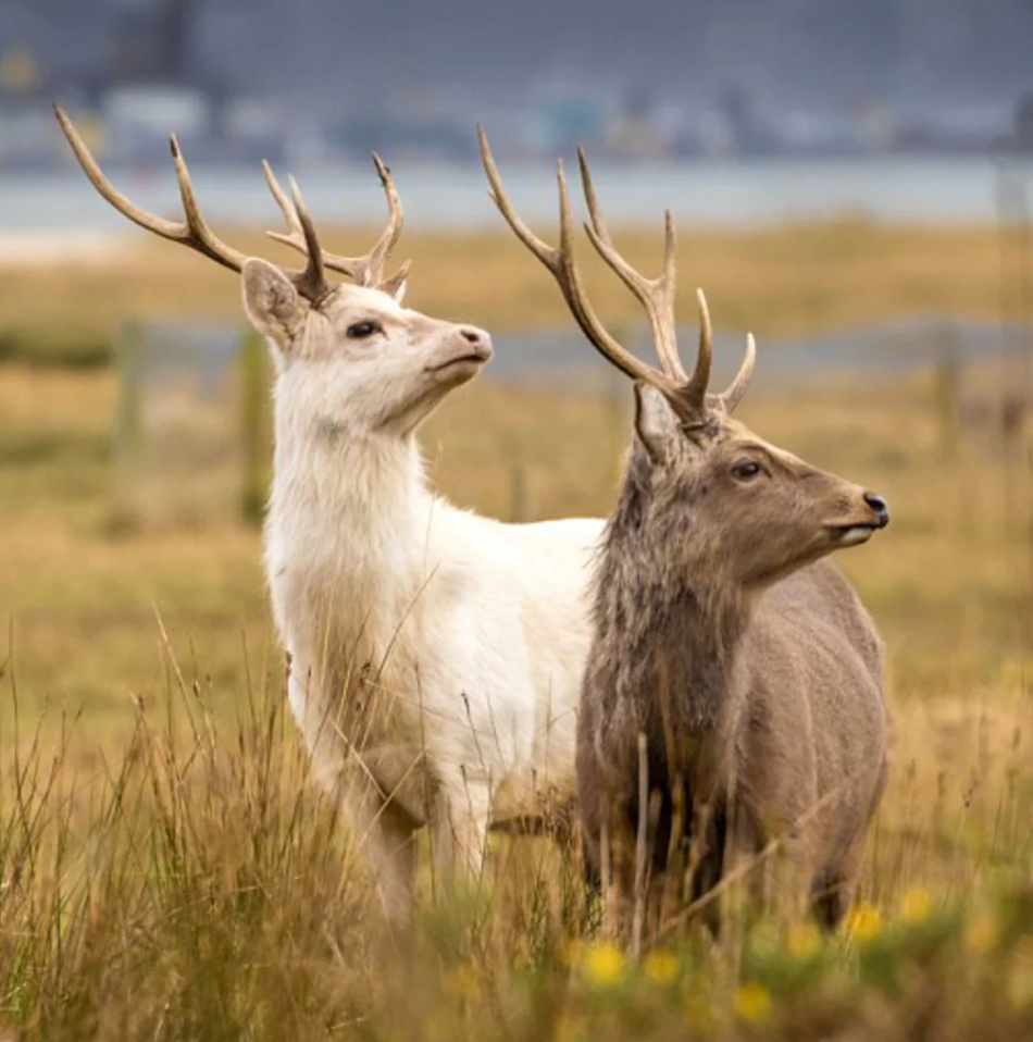 The Hart. – The Hare & The Hart